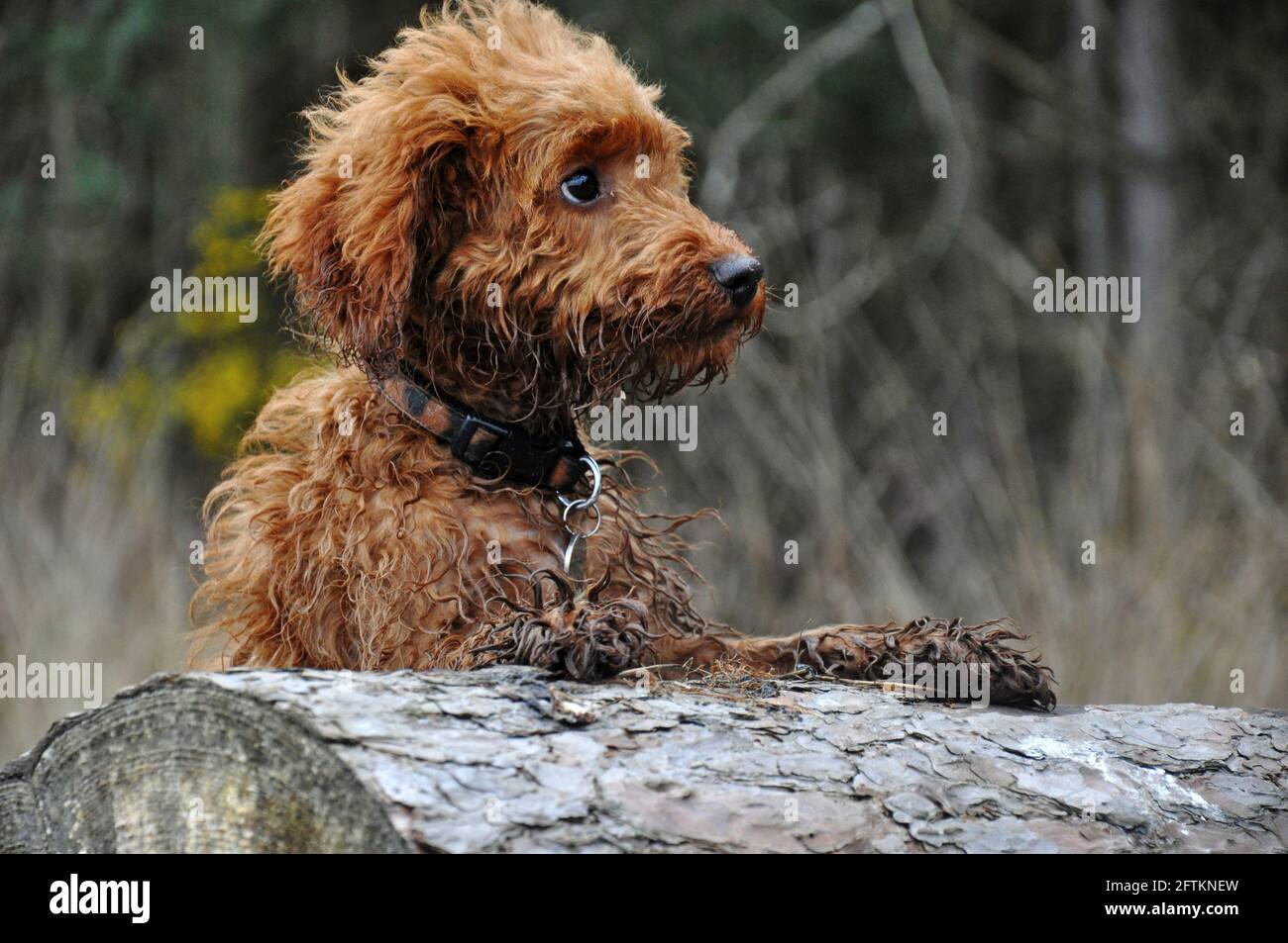 Ginger cockapoo puppy hi-res stock photography and images - Alamy