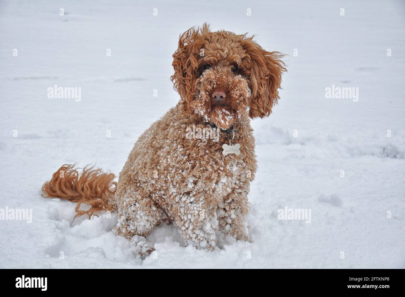 Ginger cockapoo puppy hi-res stock photography and images - Alamy