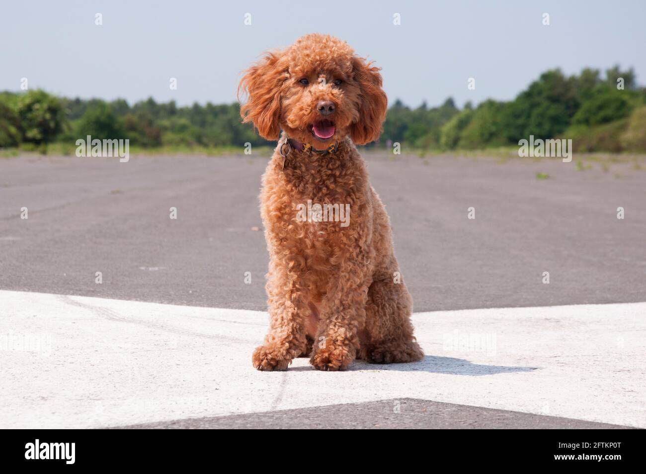 Ginger cockapoo puppy hi-res stock photography and images - Alamy