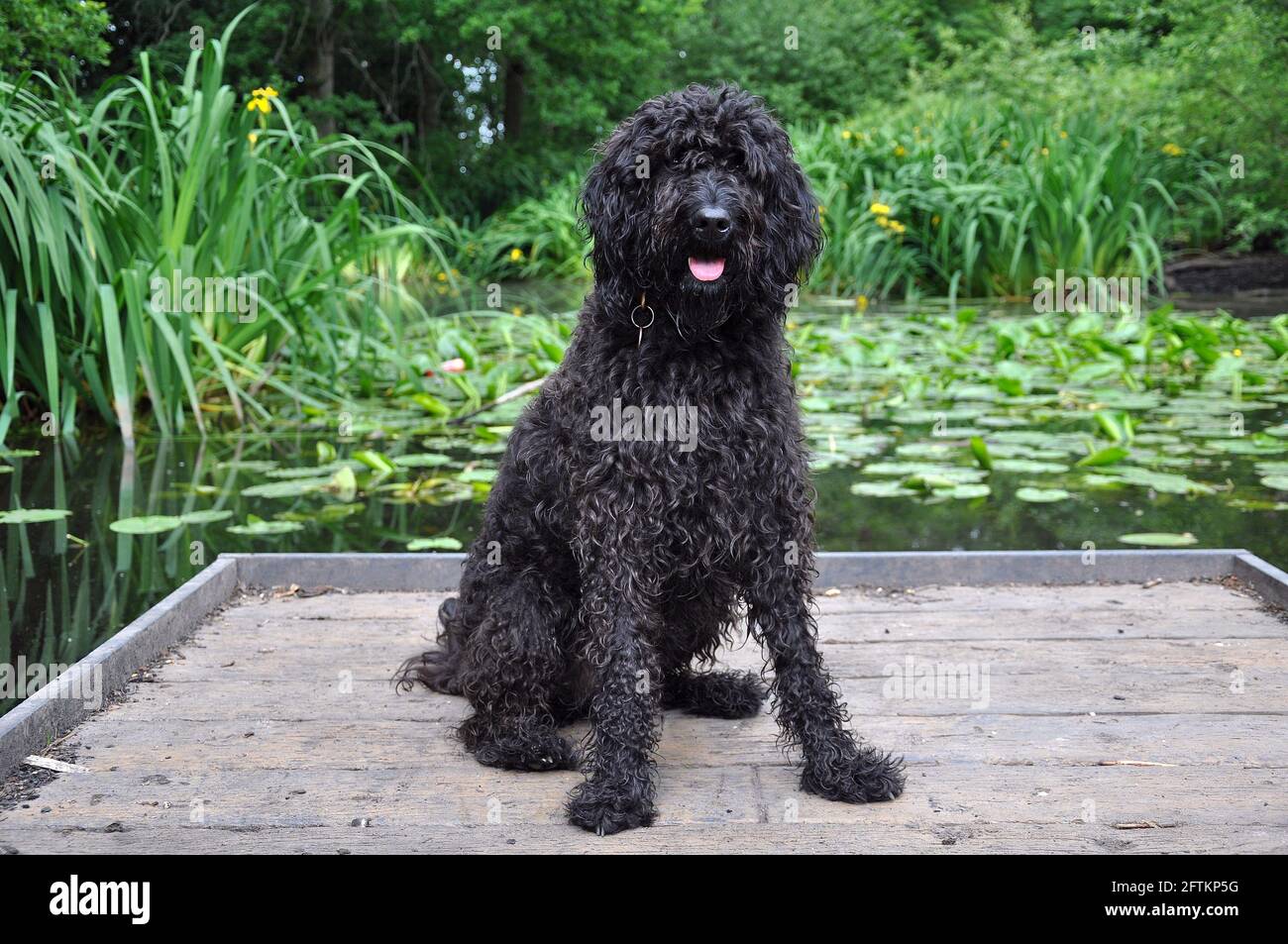 Black labradoodle hi-res stock photography and images - Alamy