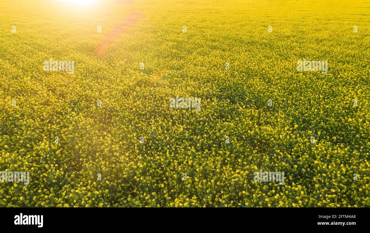 Aerial view rapeseed farm hi-res stock photography and images - Alamy