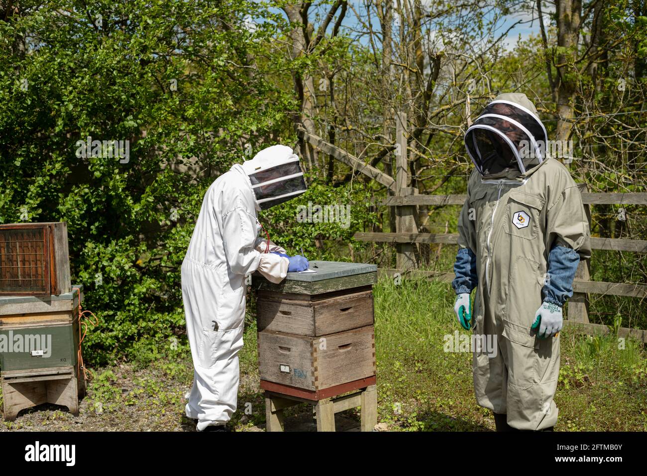 Two beekeepers in white and olive bee suits opening a bee hive for an ...