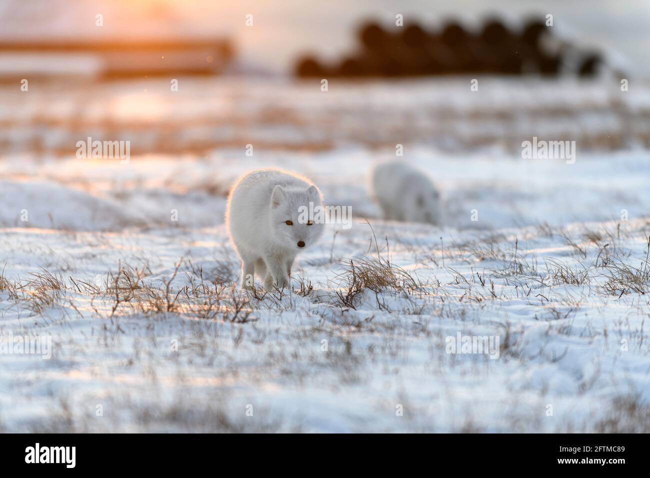 Two young arctic foxes (Vulpes Lagopus) in wilde tundra. Arctic fox ...