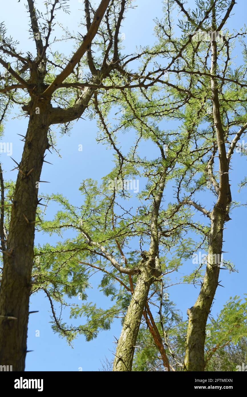 Acacia schaffneri. USA, Mexico Stock Photo - Alamy