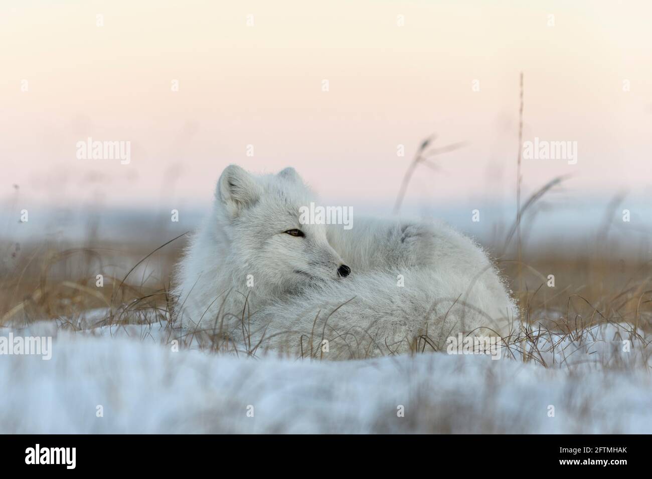 Wild arctic fox in tundra. Arctic fox lying. Sleeping in tundra Stock ...