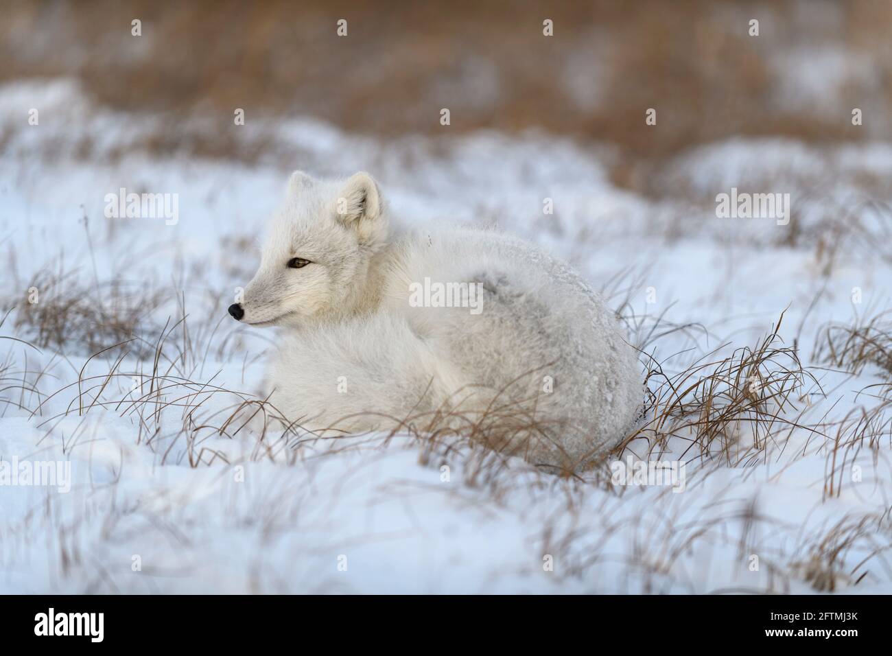Wild arctic fox (Vulpes Lagopus) in tundra in winter time. White arctic fox lying Stock Photo ...