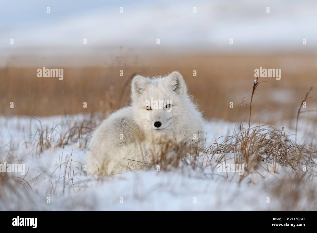 Wild arctic fox (Vulpes Lagopus) in tundra in winter time. White arctic fox lying Stock Photo ...