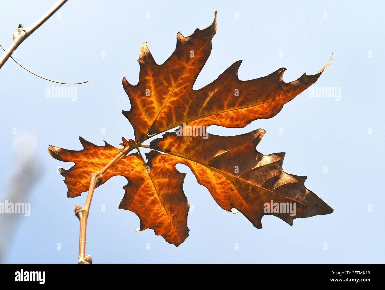 Dry yellow leaf platanus hi-res stock photography and images - Alamy