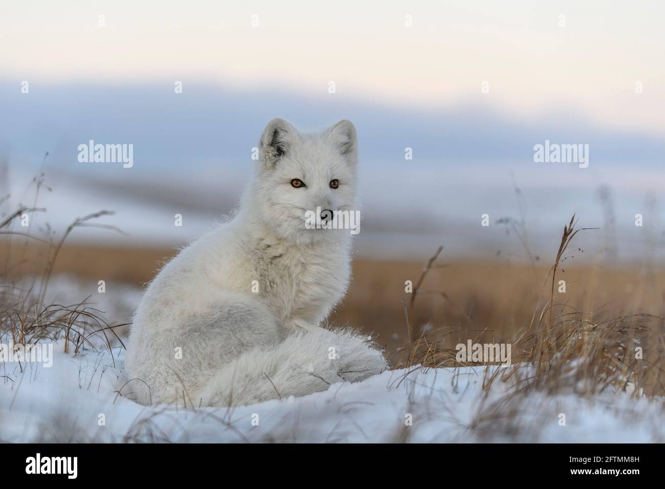 Arctic fox in winter time in Siberian tundra close up Stock Photo - Alamy