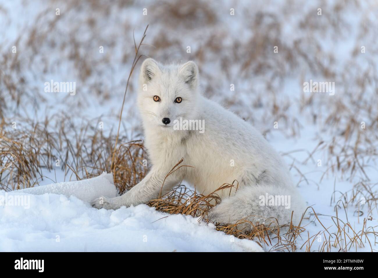 Arctic fox (Vulpes Lagopus) playing with plastic garbage in winter ...