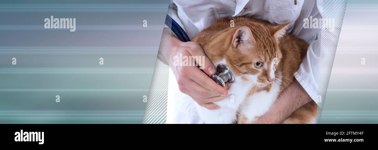Cat being examined at the vet clinic. panoramic banner Stock Photo - Alamy