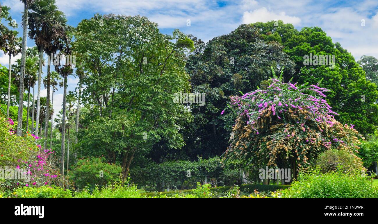 Magnificent tropical park with beautiful trees and flowers. Wide photo ...