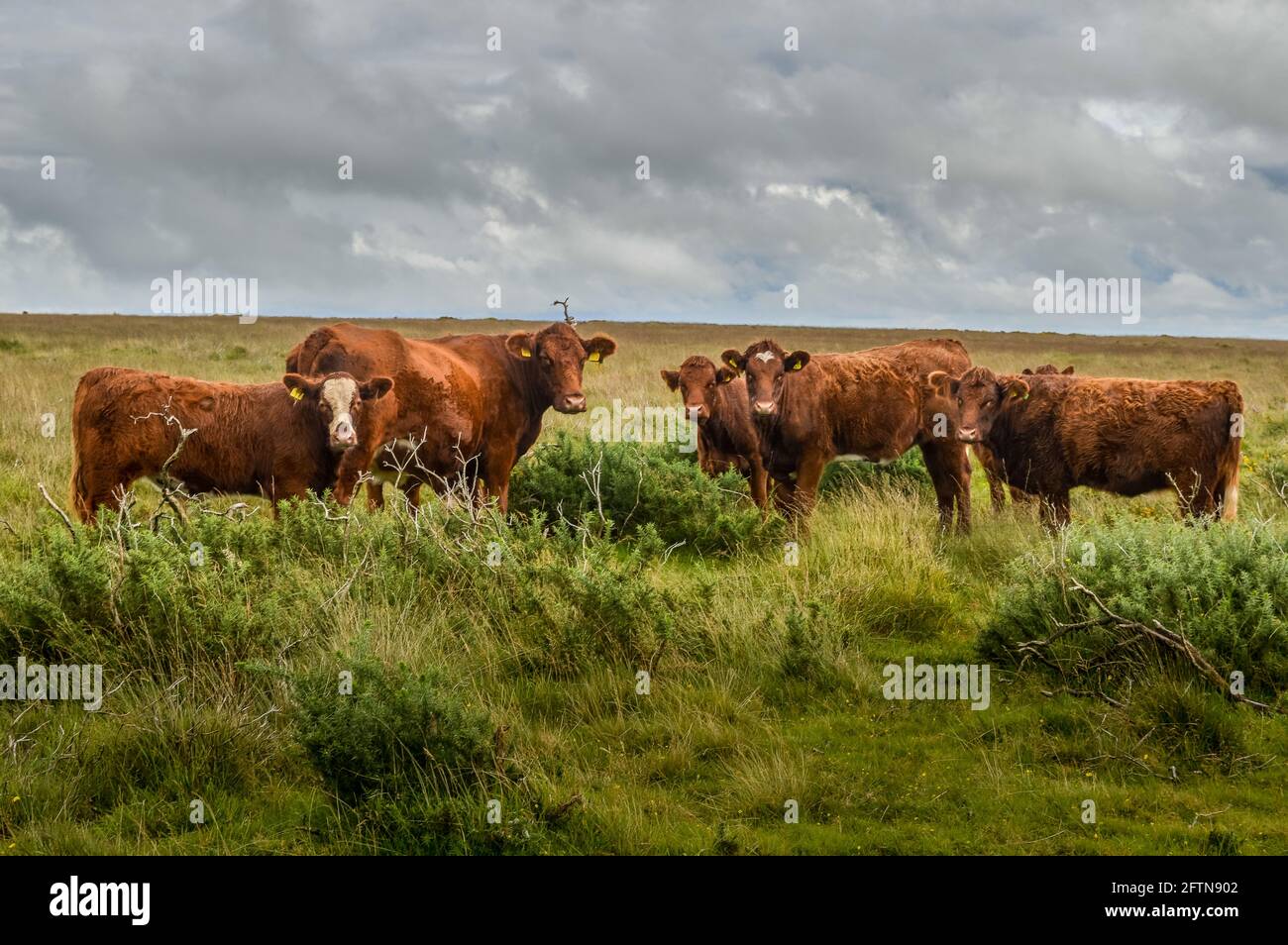 North devon cattle hi-res stock photography and images - Alamy