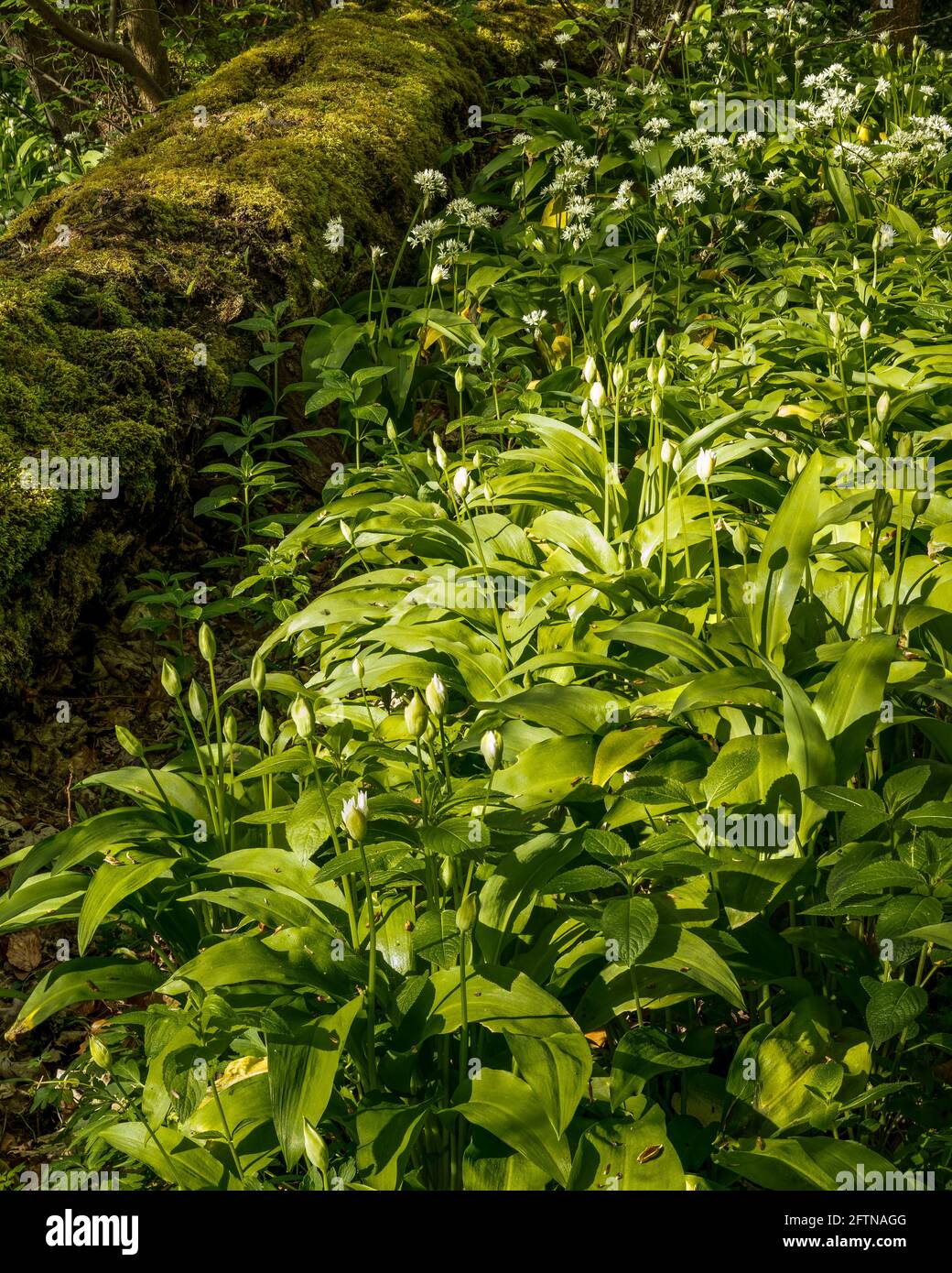 Ramsons, wild garlic flowers growing in woodland Stock Photo - Alamy