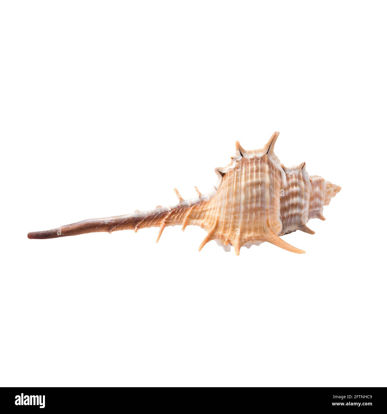 Conch shape hi-res stock photography and images - Alamy