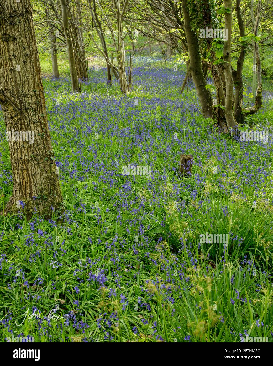 Bluebell flowers growing in woodland Stock Photo - Alamy