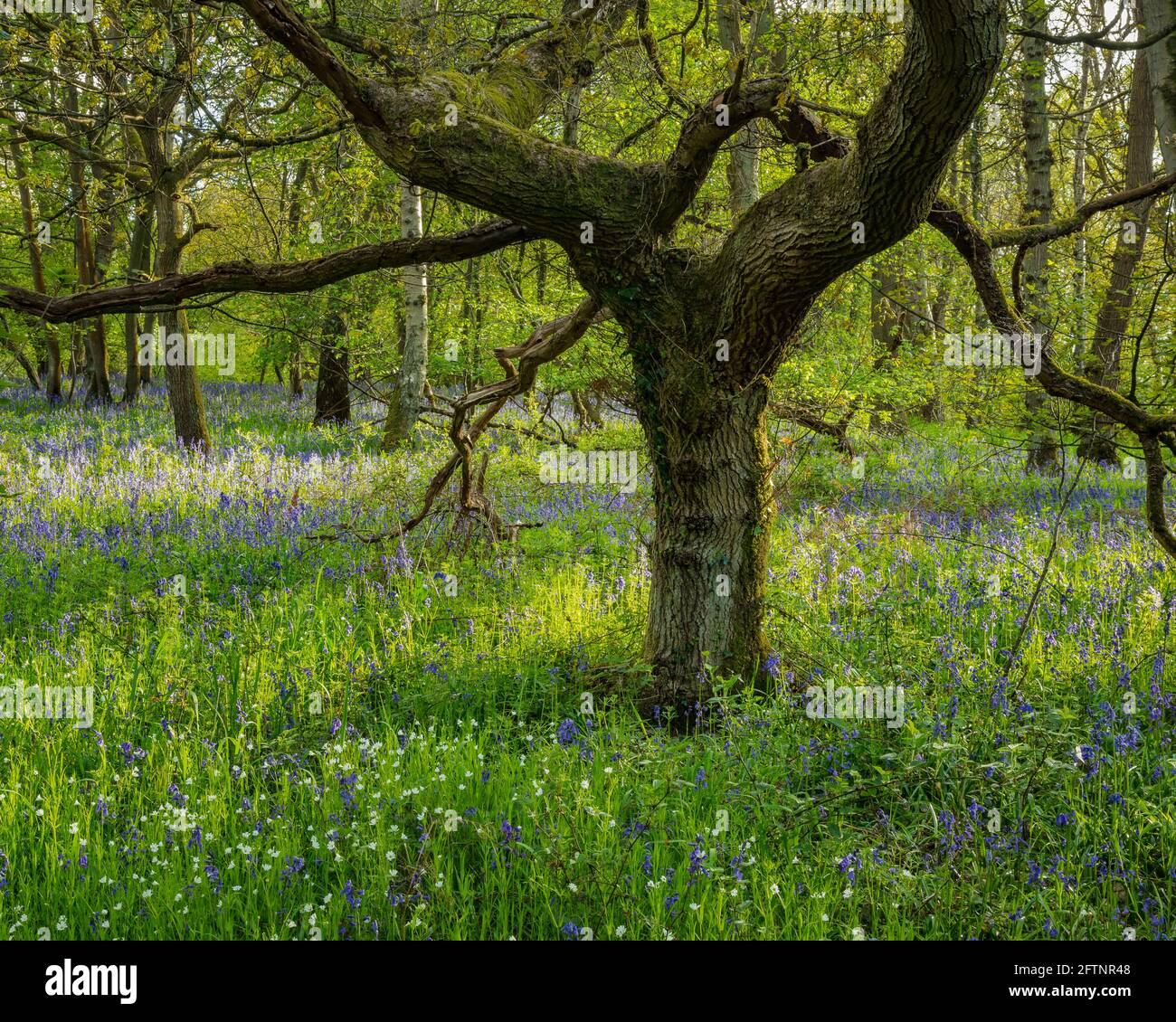 Bluebell flowers growing in woodland Stock Photo - Alamy