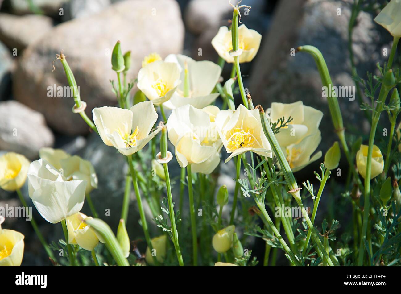 Pale yellow iceland poppy flowers hi-res stock photography and images ...