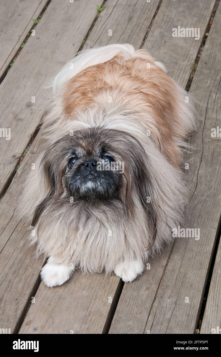 Pekingese dog standing looking up full body view on a wooden porch ...