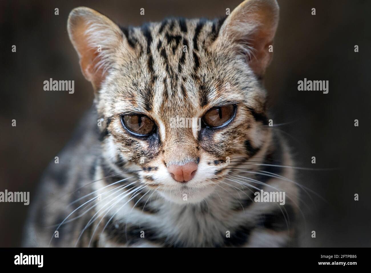 Asian leopard hi-res stock photography and images - Alamy