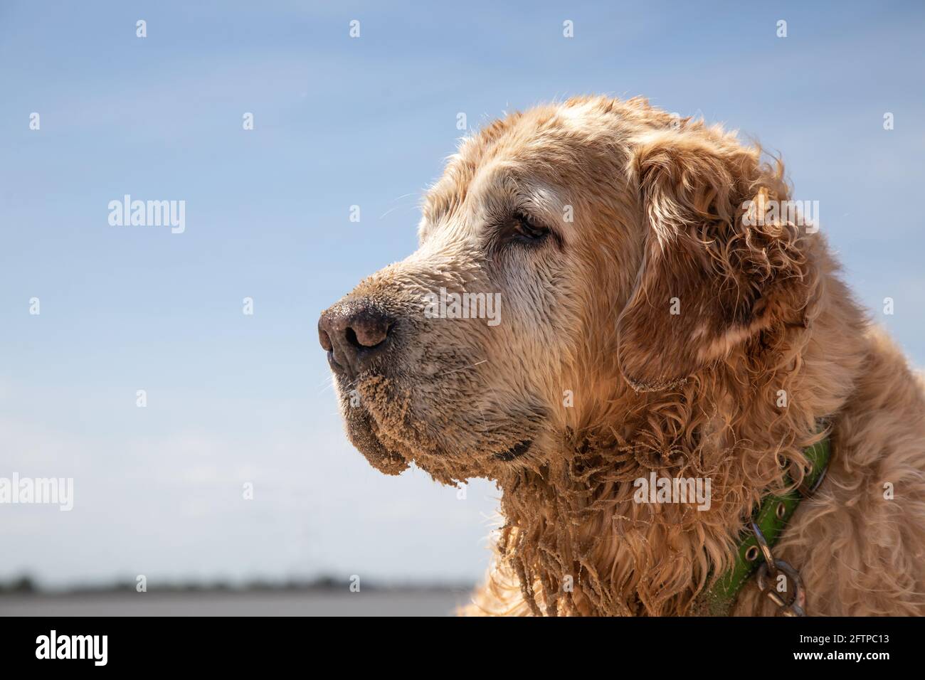 watchful dog on the beach Stock Photo - Alamy