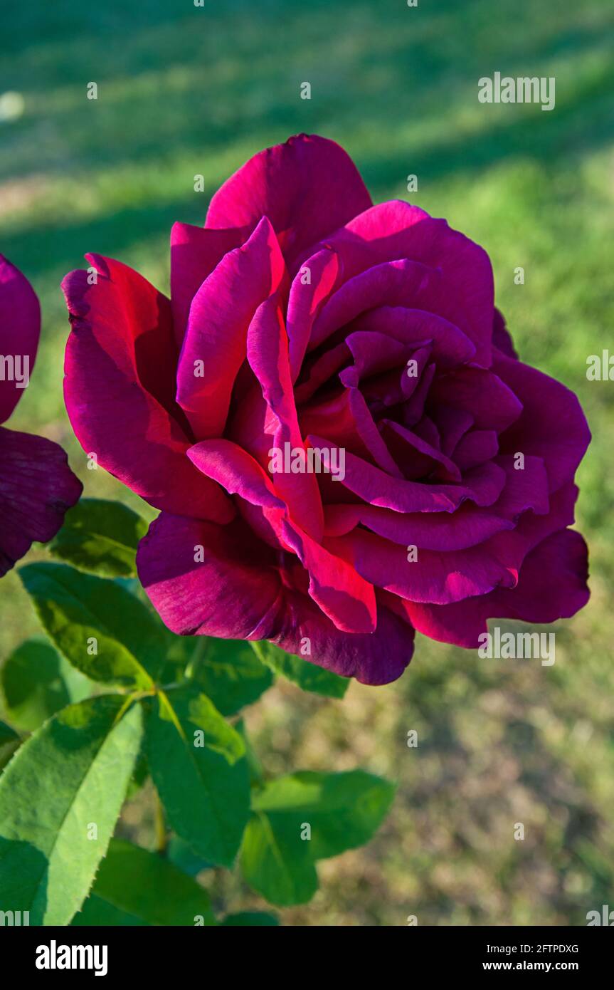 Magenta pink rose on plant with a defocused background. Stunning bright ...