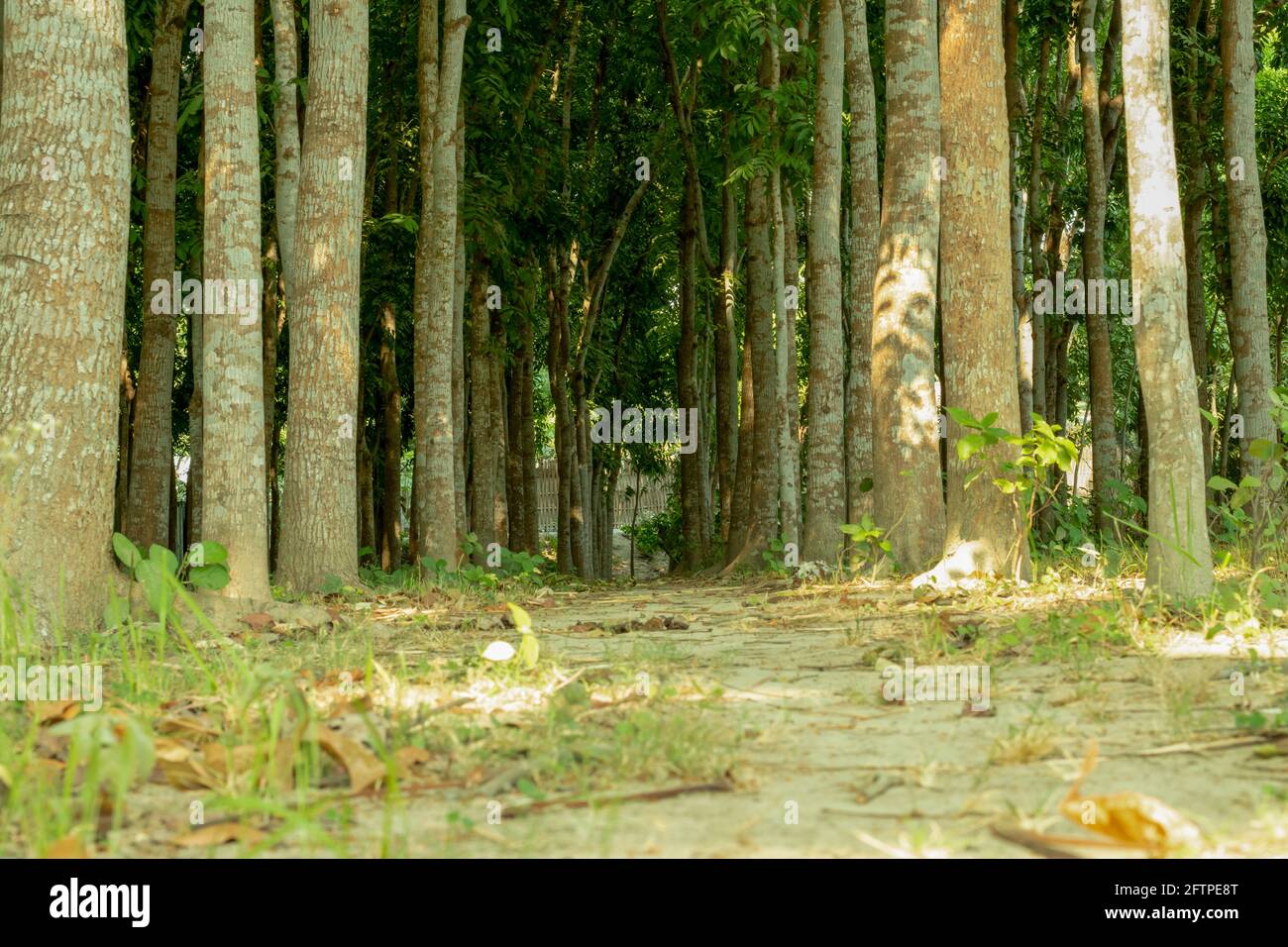 Biggest tree hi-res stock photography and images - Alamy