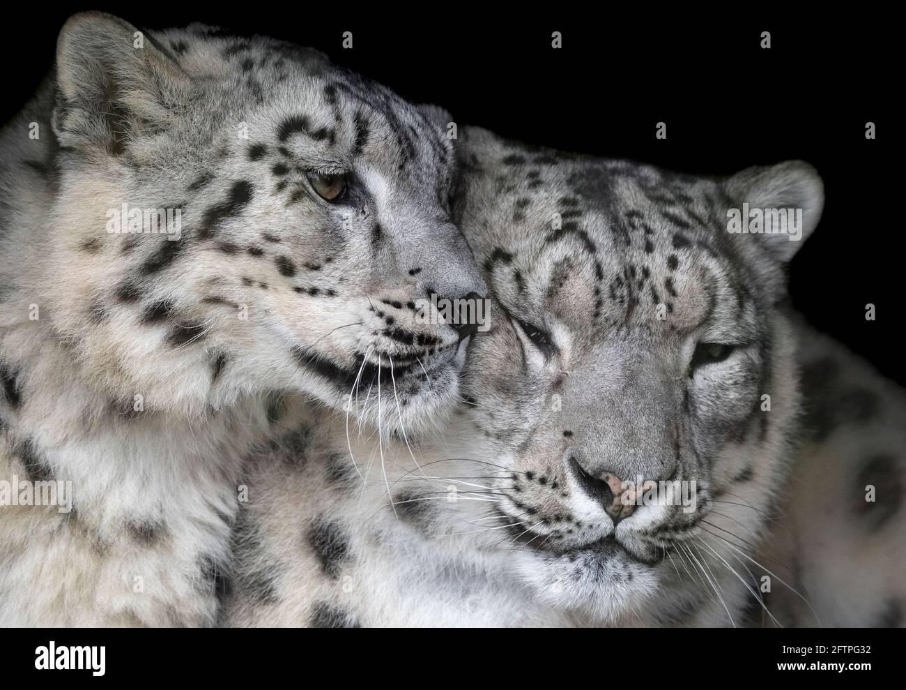 Leopard mum cub hi-res stock photography and images - Alamy