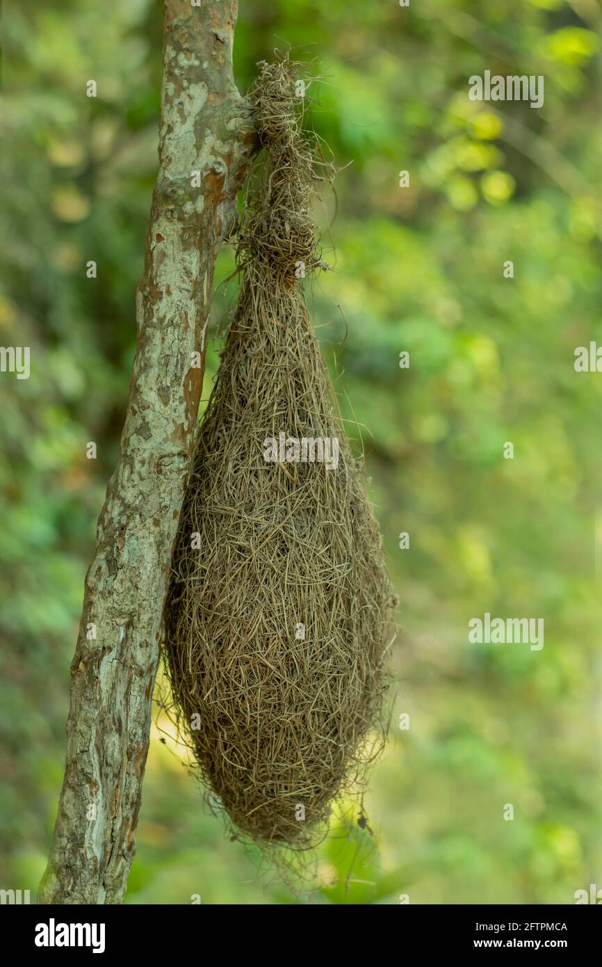 Straw birds nest hi-res stock photography and images - Alamy