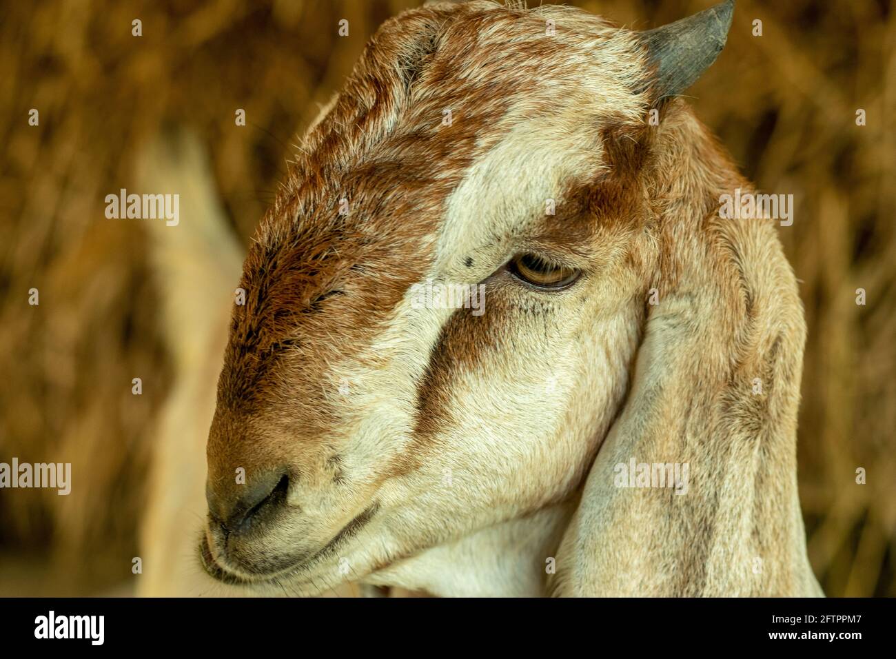 White red black goat hi-res stock photography and images - Alamy
