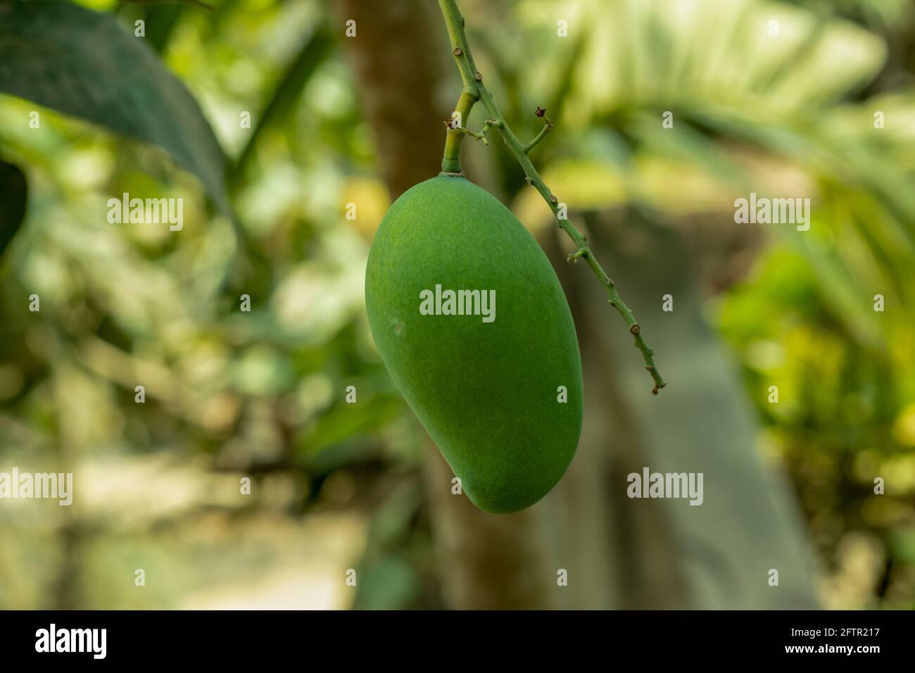 Mango fruits hi-res stock photography and images - Alamy