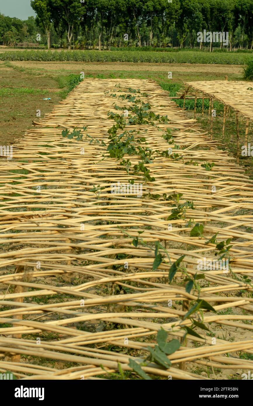 Jute sticks shelf from 2 feet above the ground and that made for ...