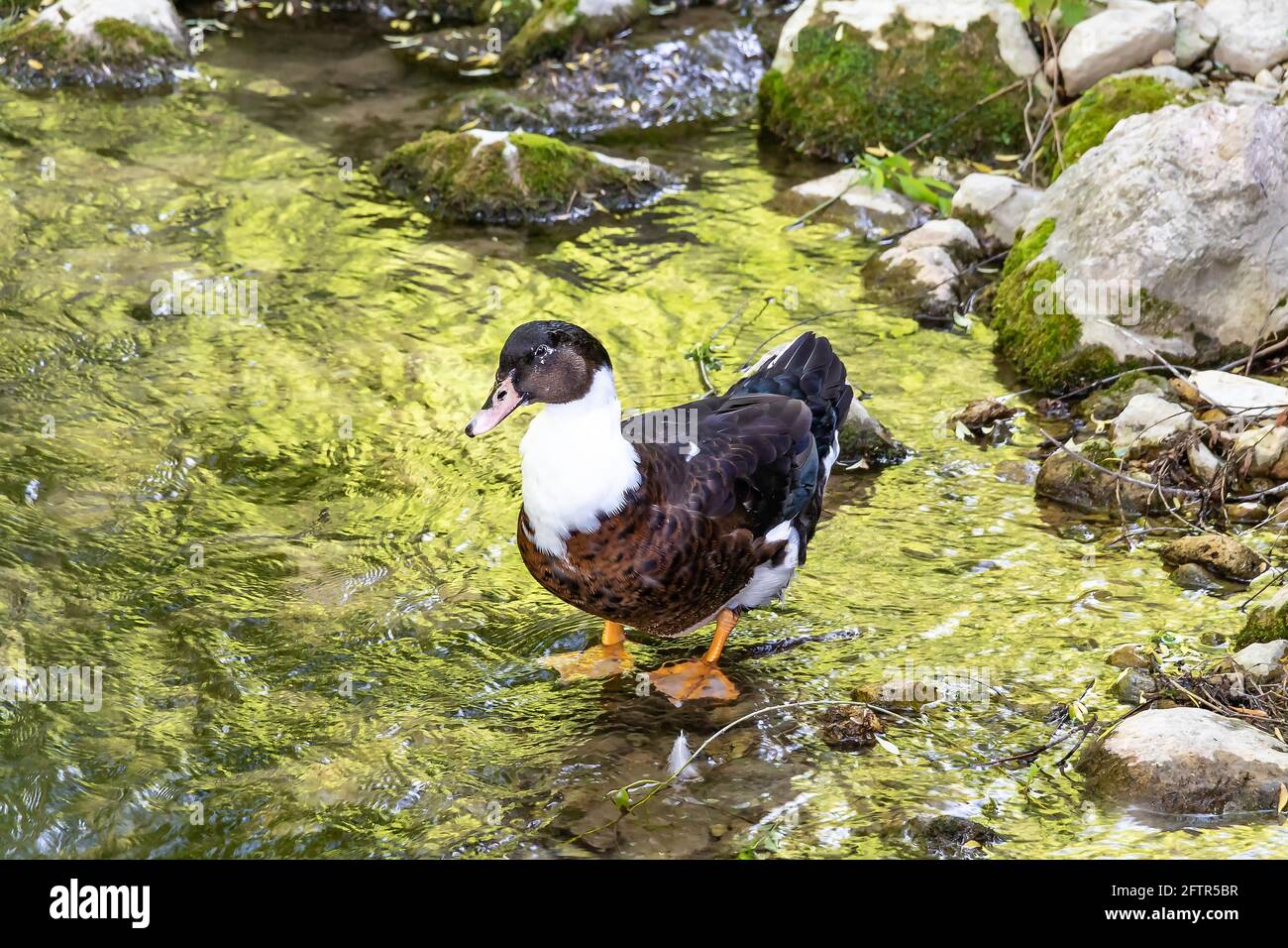 Avian fauna hi-res stock photography and images - Alamy