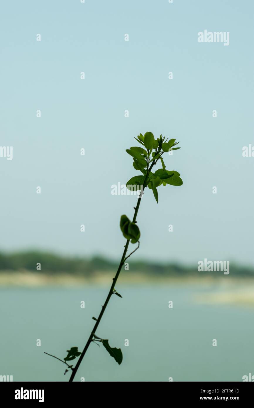 Large single wild grass trees decorated with greenery on clear water ...