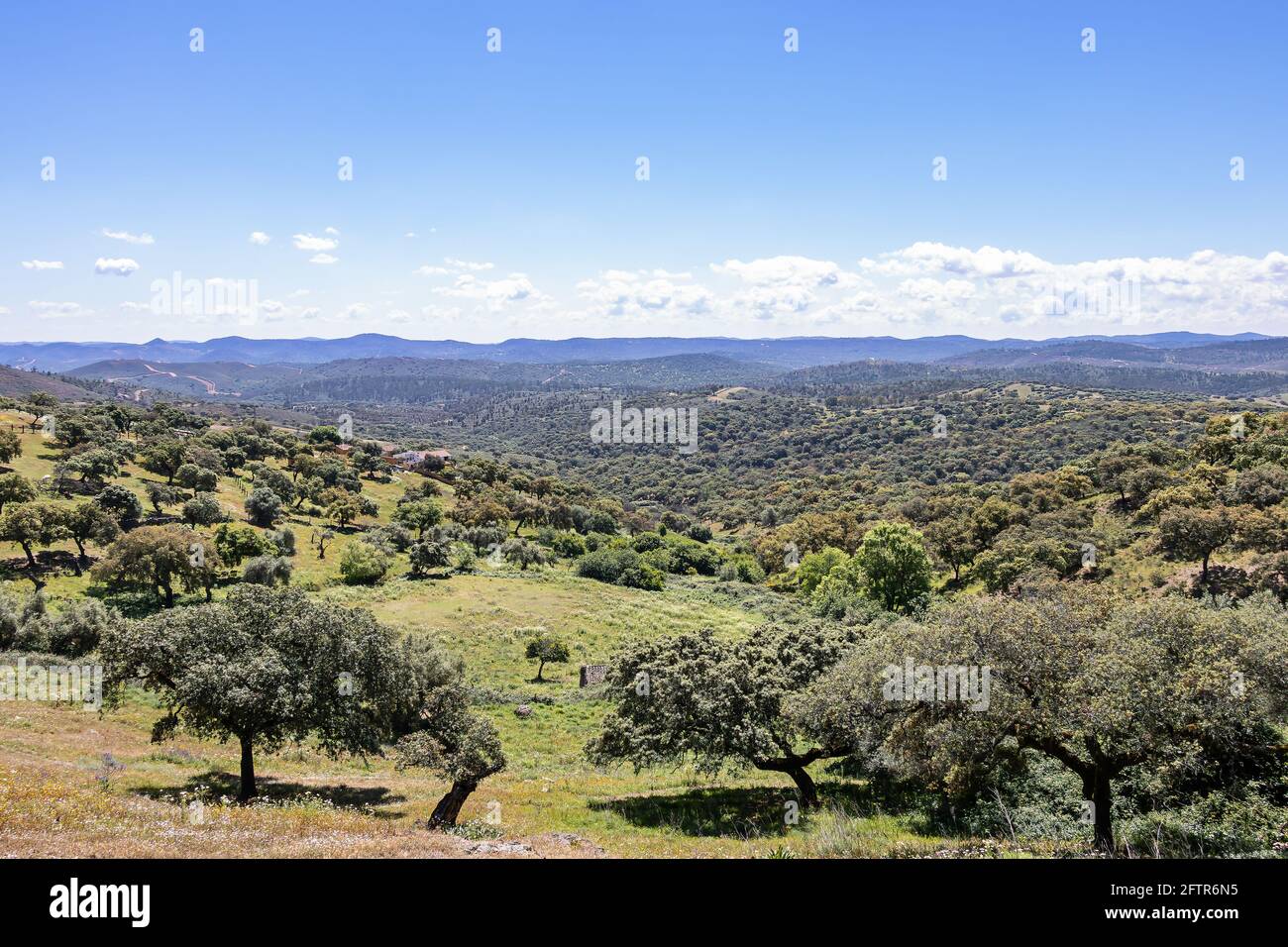 Cork trees extremadura spain hi-res stock photography and images - Alamy