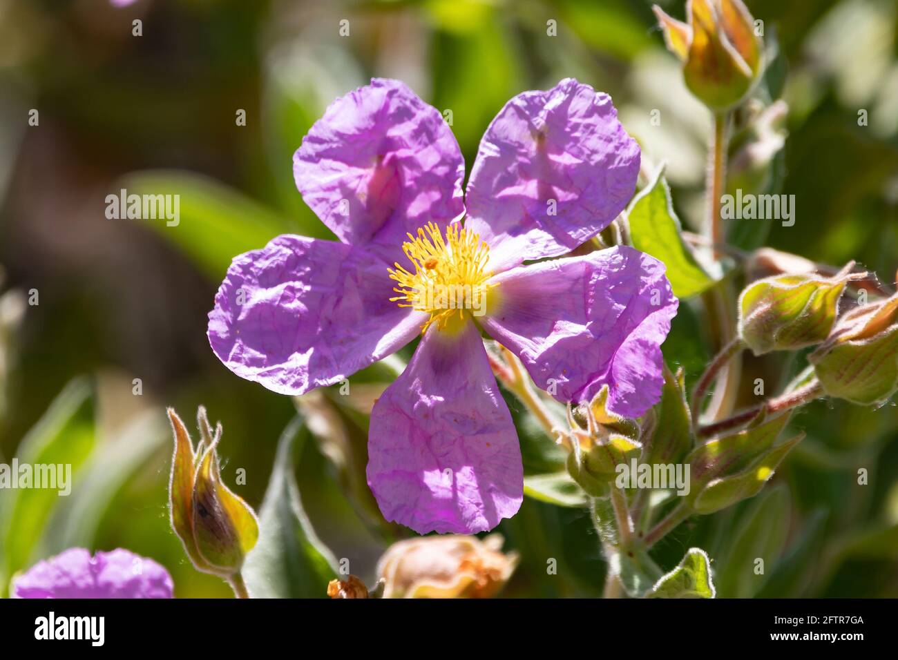 Cistus albidus, the grey-leaved cistus, is a shrubby species of ...
