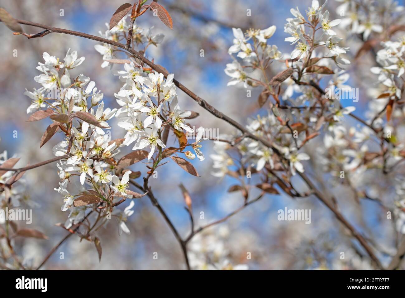 Bloosoms of the rock pear, Amelanchier lamarckii, in spring Stock Photo ...