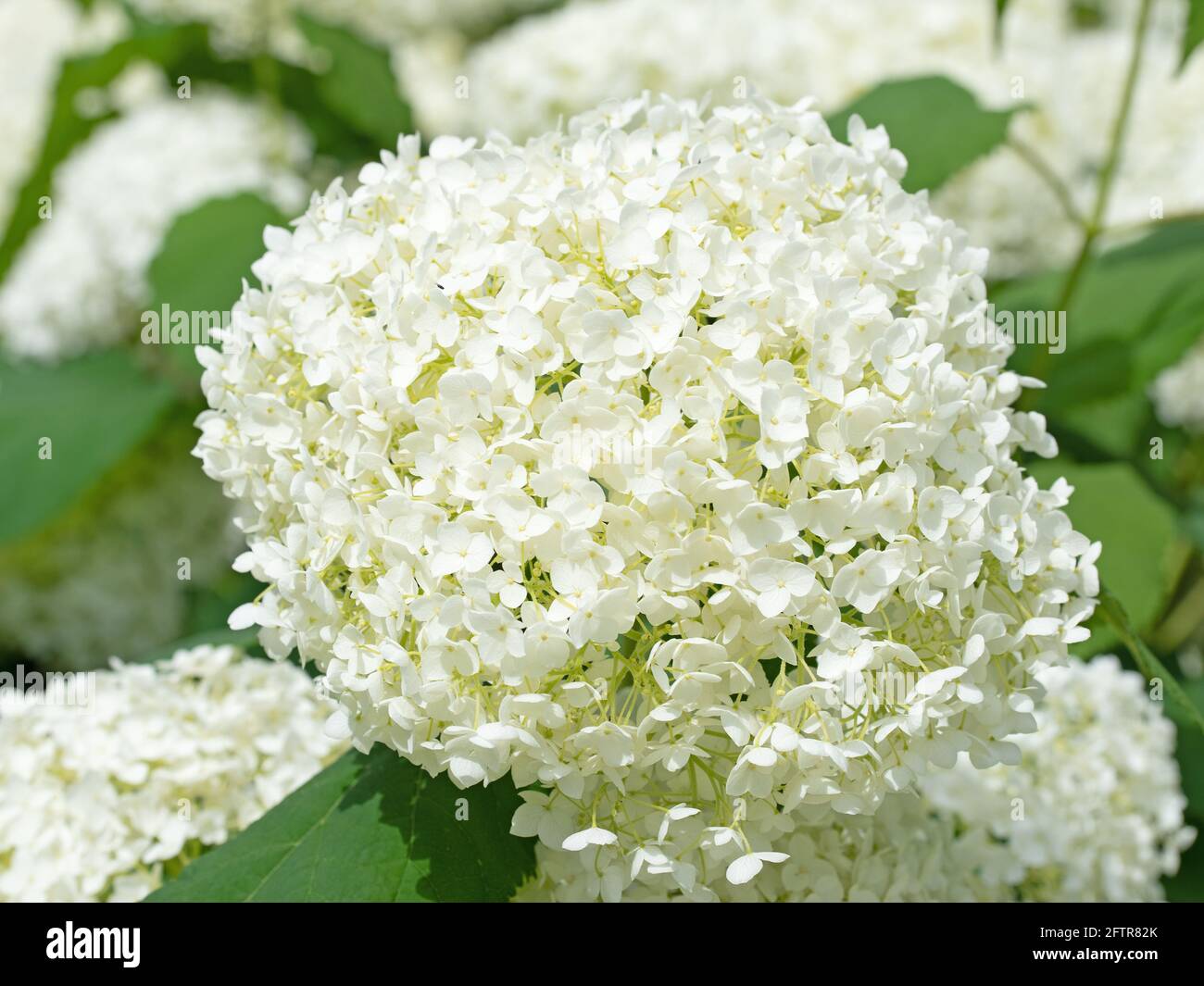 Flowering white hydrangeas in a close up Stock Photo - Alamy