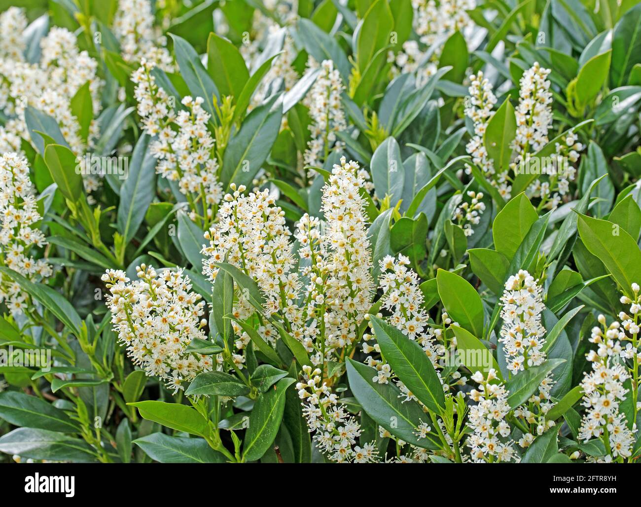 Flowering cherry laurel, Prunus laurocerasus, in spring Stock Photo - Alamy