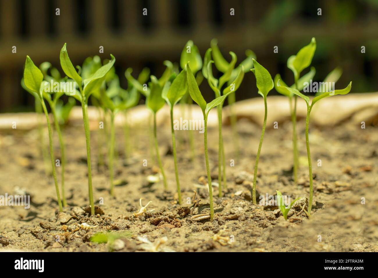 Indoor hot pepper growing hi-res stock photography and images - Alamy