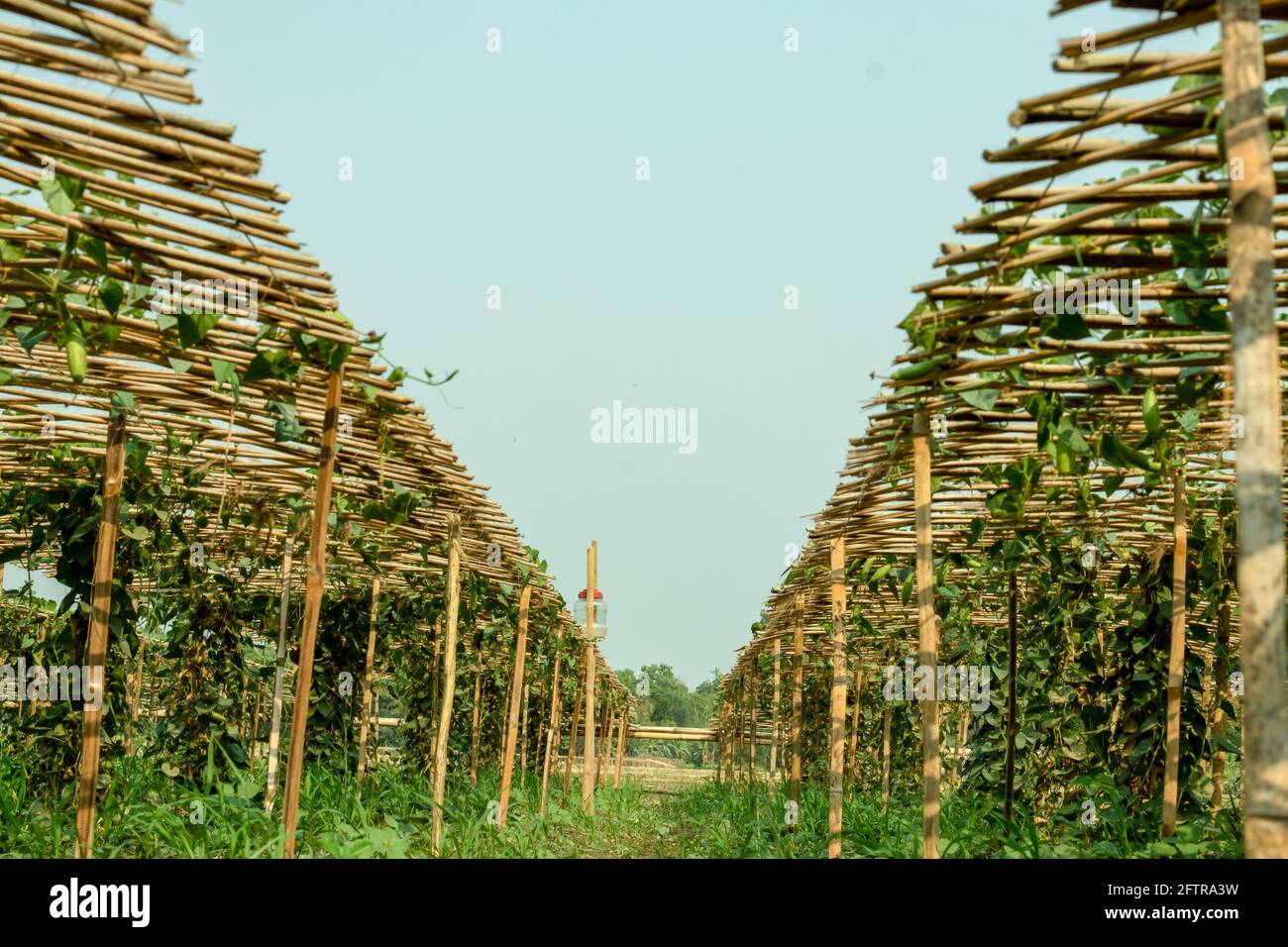 Jute cultivation hi-res stock photography and images - Alamy