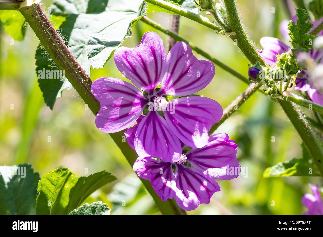 Malva sylvestris is a species of the mallow genus Malva in the family ...