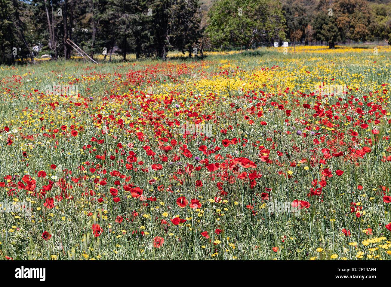 A field of Papaver rhoeas, common names are common or corn poppy, corn ...