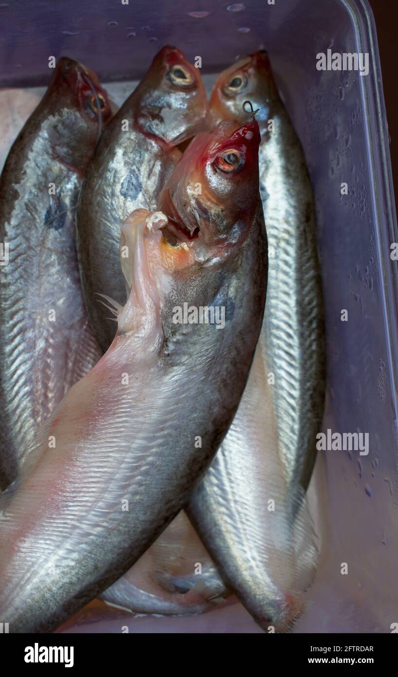 Fresh water Pabda Fish a one type of cat fish Stock Photo - Alamy