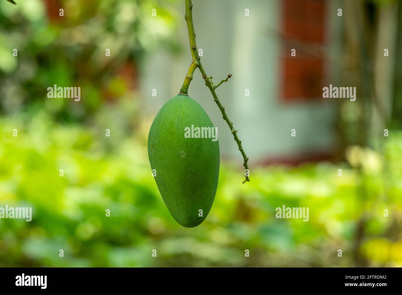 Single mango hang on a small tree behind the living home Stock Photo ...