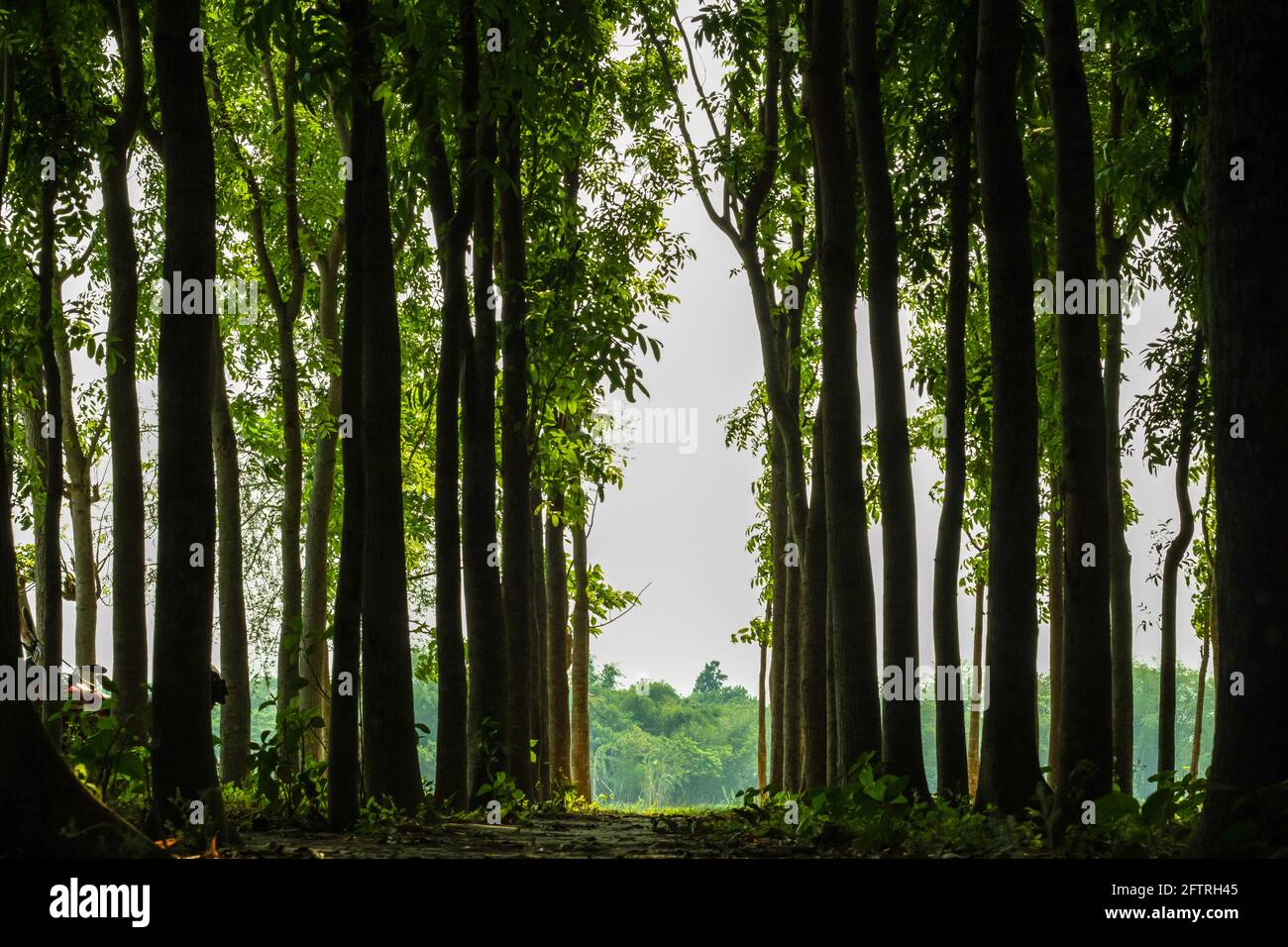 The bigger woodland where rows and rows of mahogany trees and frame in ...