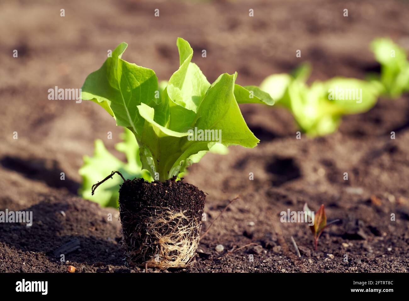 Young lettuce seedling with roots in a garden, ready to be planted into ...