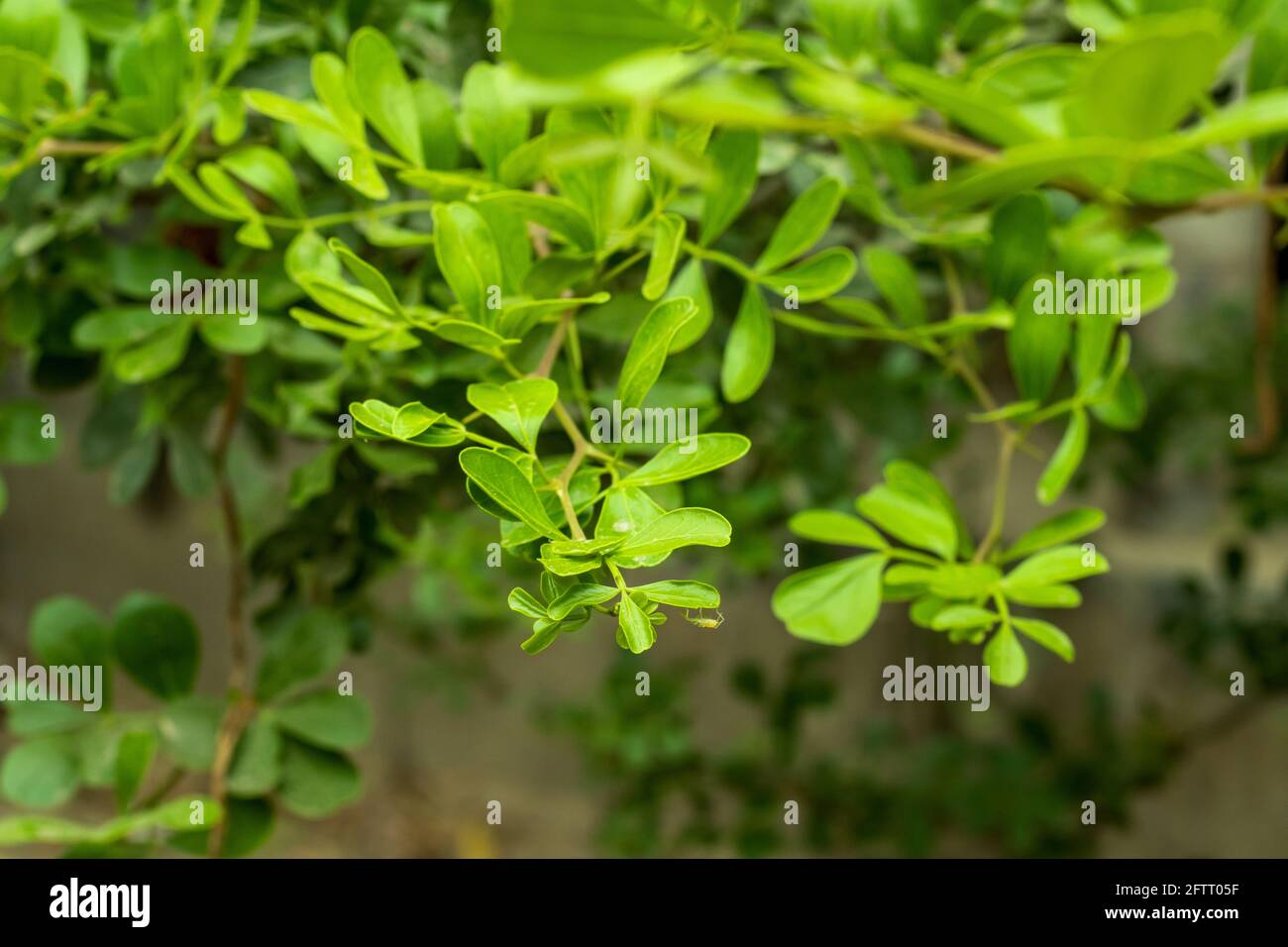 Wood-apple green tree and small a bunch of stalks and leaves Stock ...