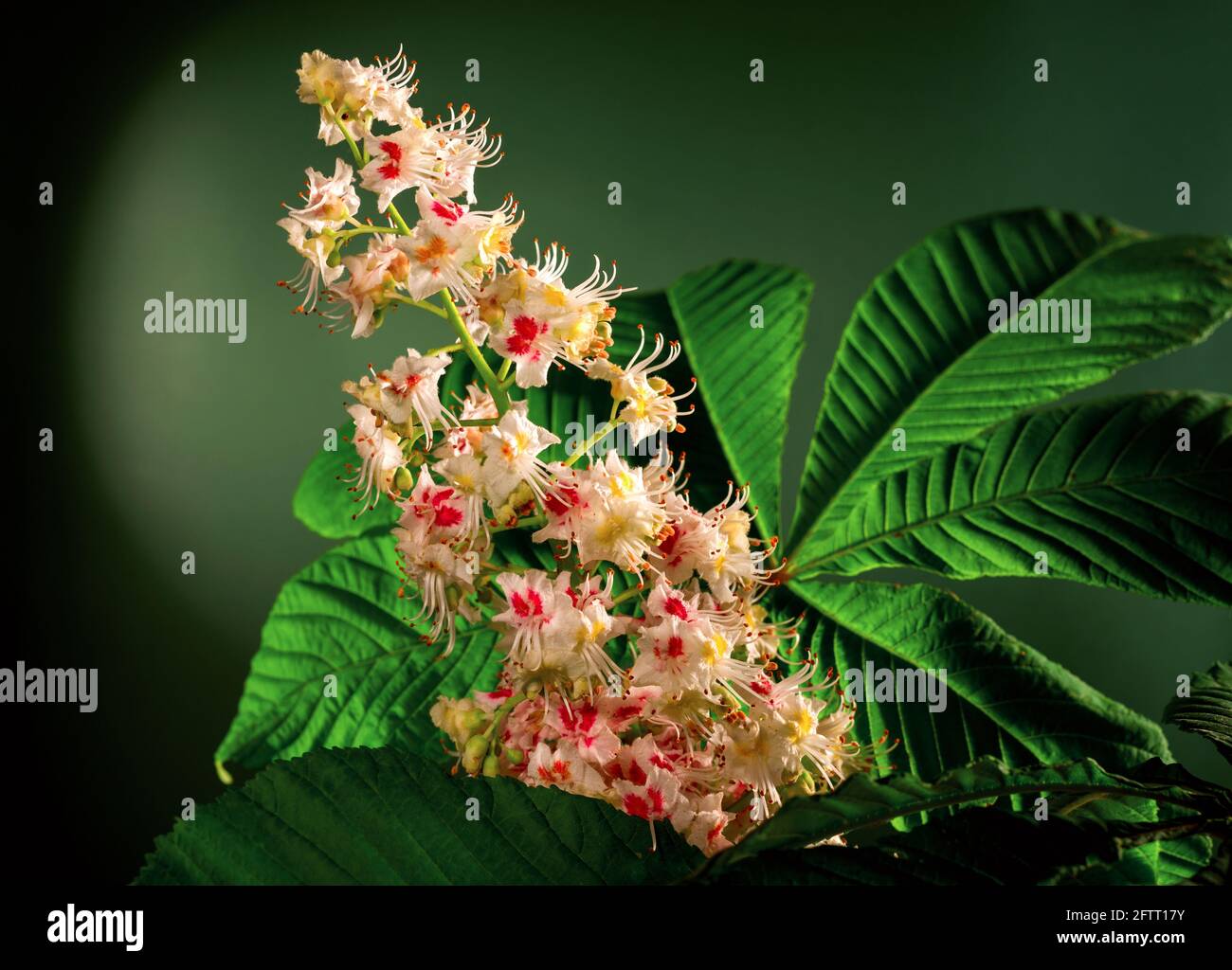 Studio shot of beautiful chestnut flower against a dark green ...