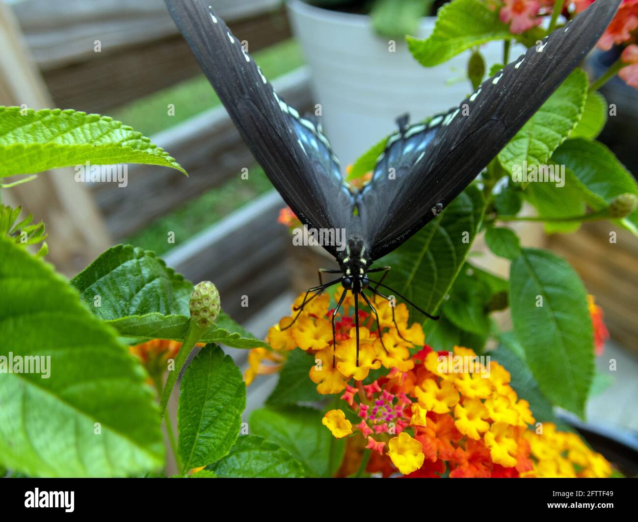 A super closeup view of the face and tongue of a dark swallowtail ...